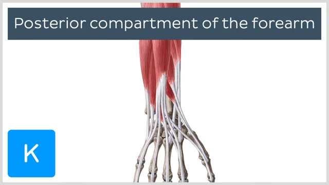 Extensor Digitorum Communis Posterior