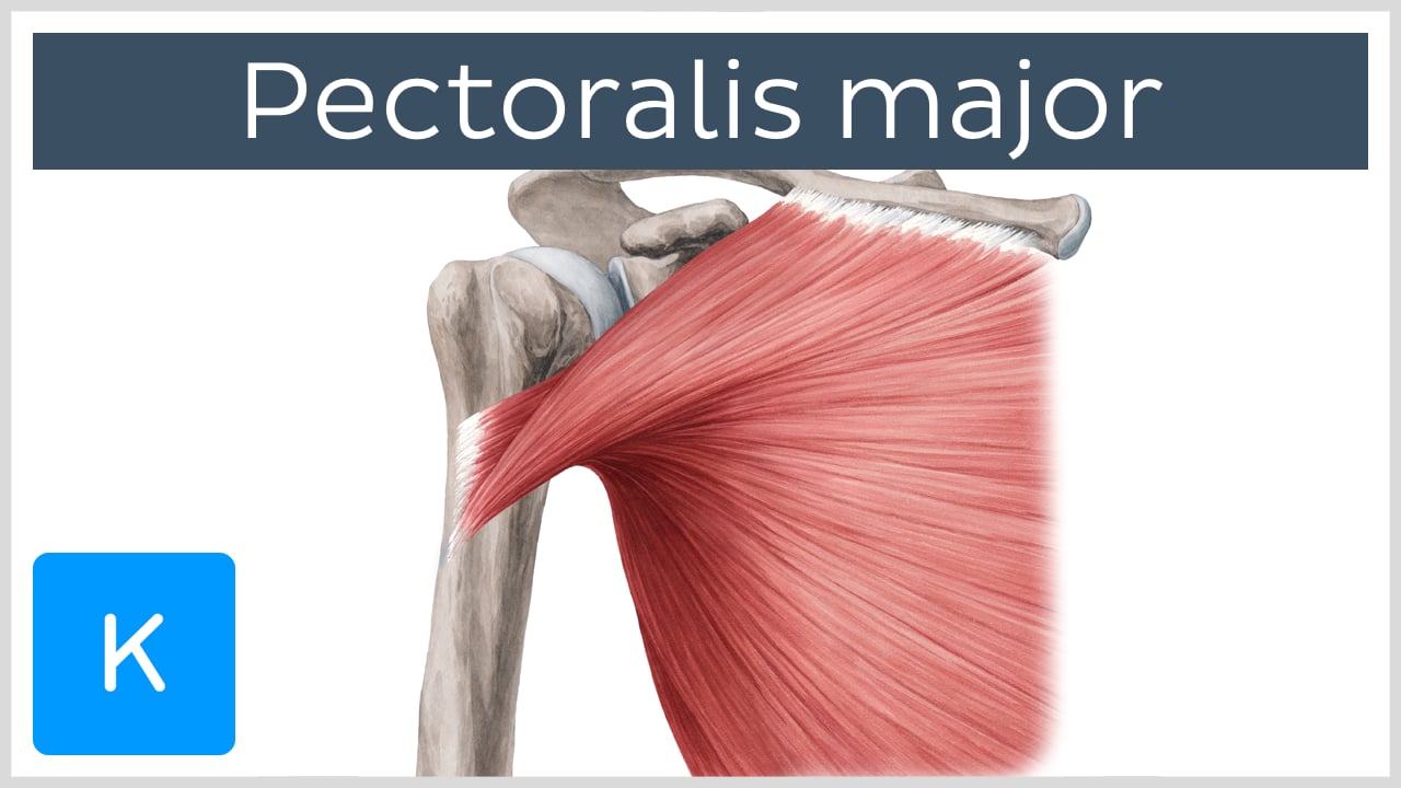 Pectoralis Major Muscle Origin And Insertion