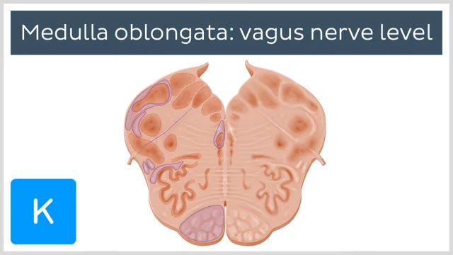 Rostral Medulla Cross Section Labeled