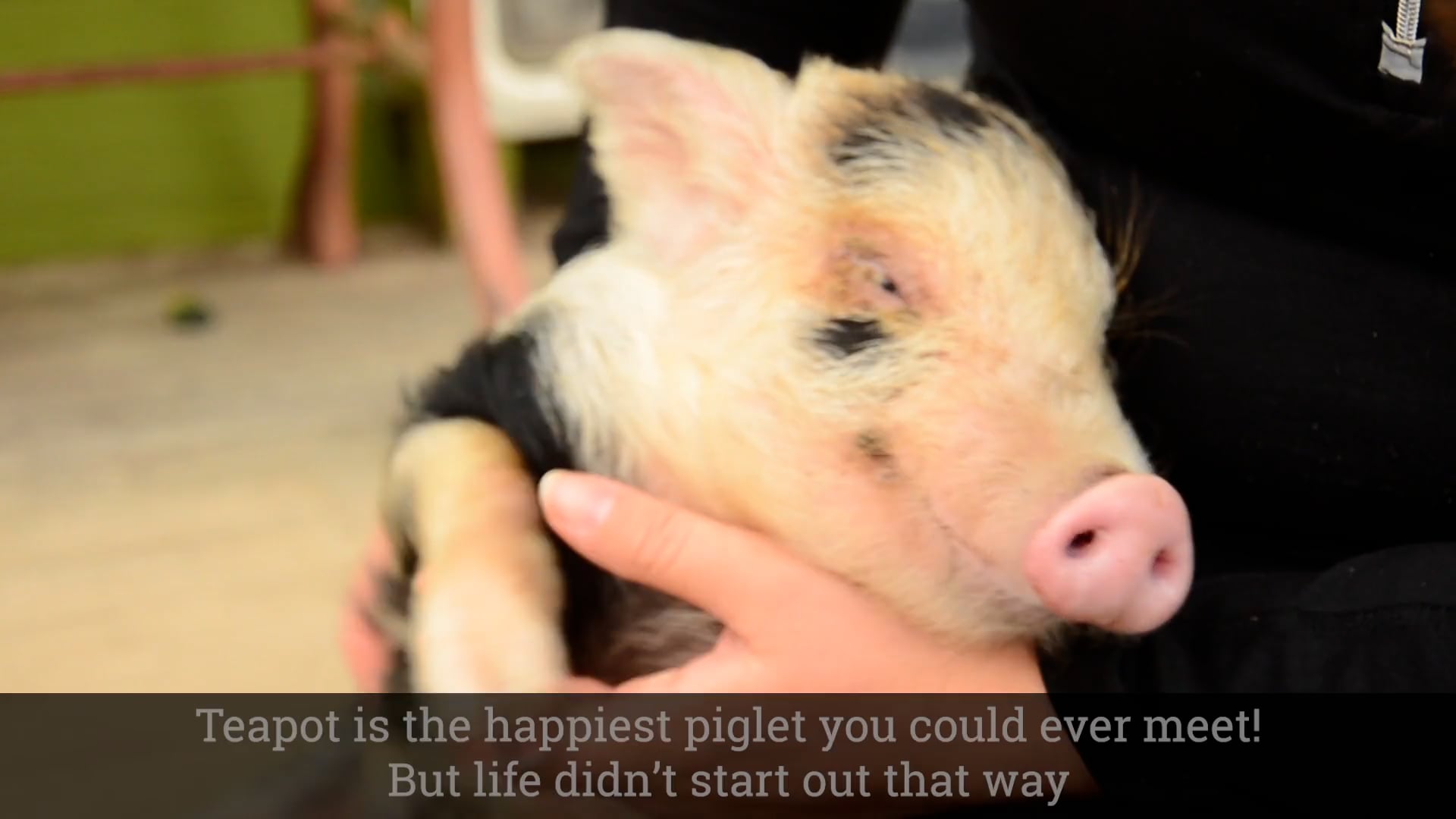 Teapot, the Happiest Piglet on Vimeo
