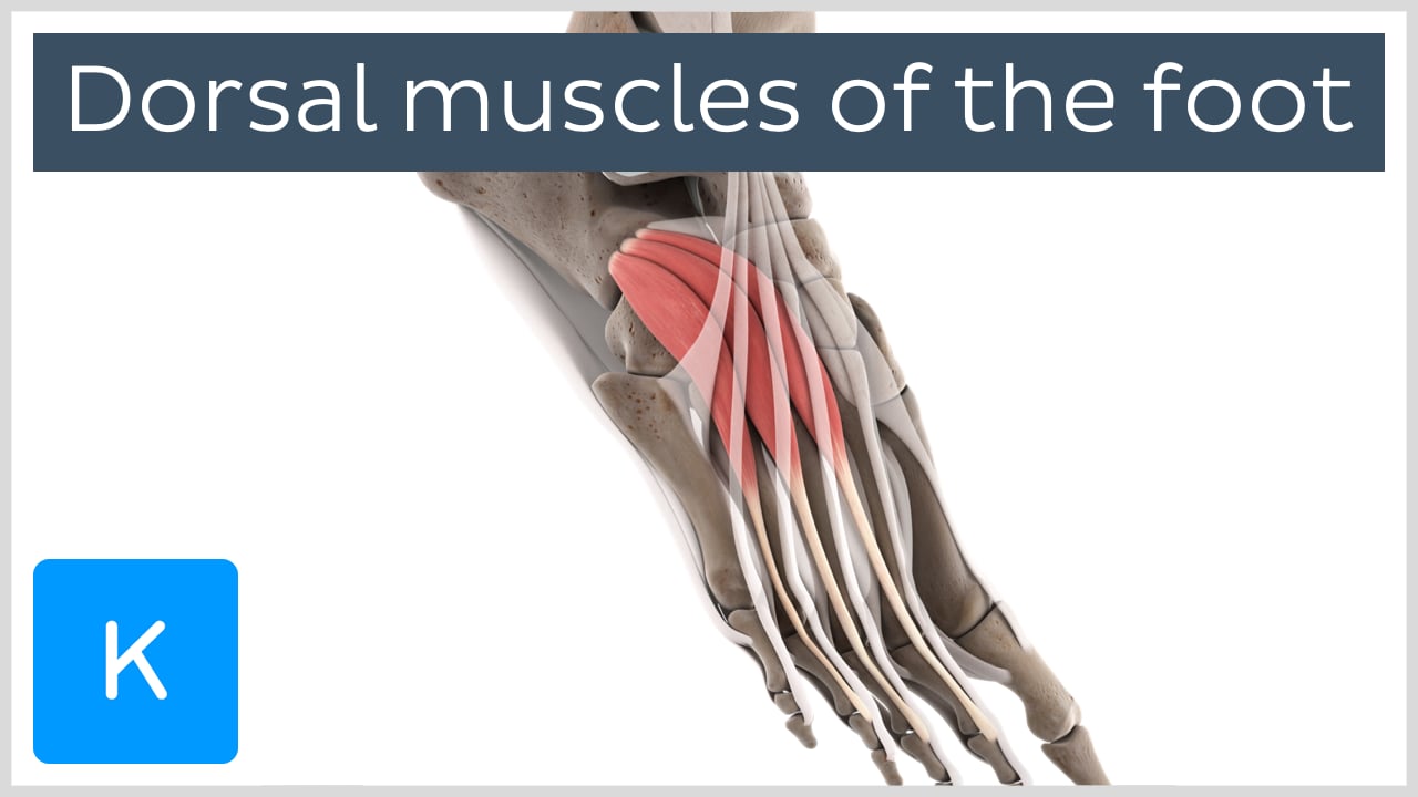 Muscles Of The Foot Dorsal Plantar TeachMeAnatomy, 50% OFF Muscles Of The Foot Dorsal Plantar TeachMeAnatomy, 50% OFF