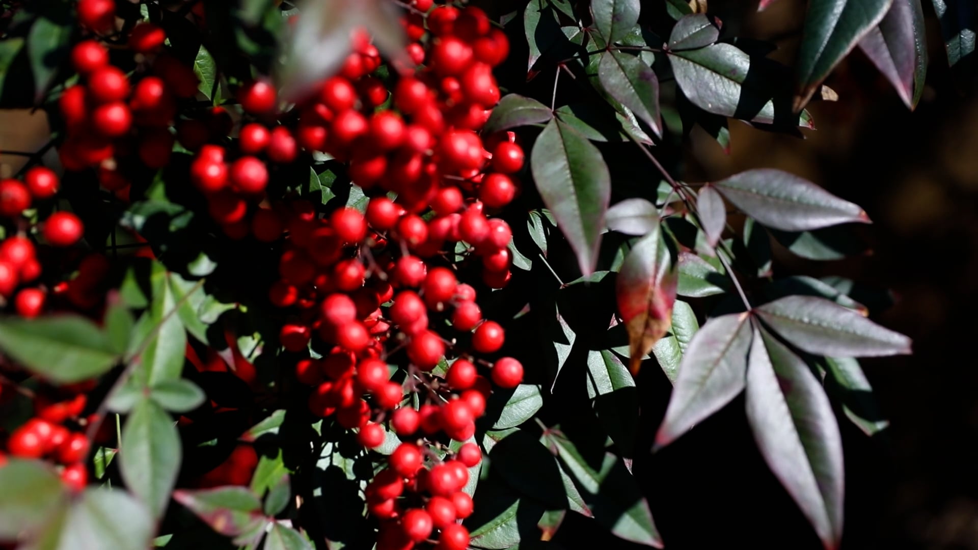 DFW Photographer | Hames Family Birth Videography with Maternity Package