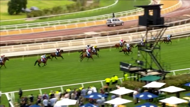 Reliable Man - Stallion | Breednet