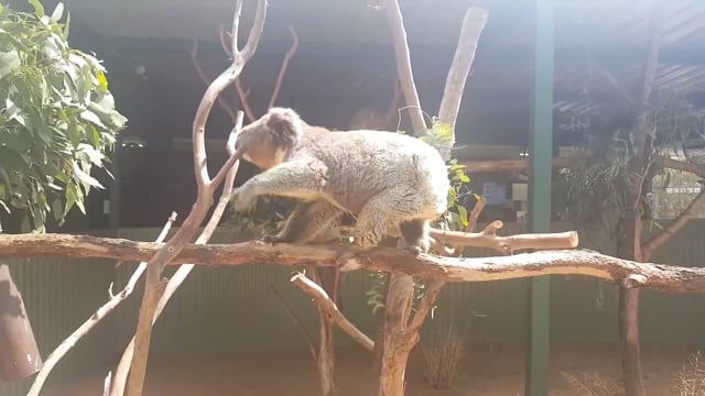 Koala Les Koalas Mignon - Free video on Pixabay - Pixabay