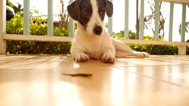 100+ Free Puppy & Dog Videos, HD & 4K Clips - Pixabay