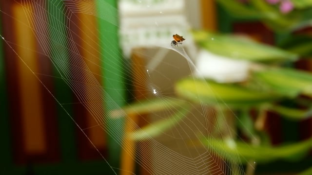 Spider Insect Web - Free video on Pixabay