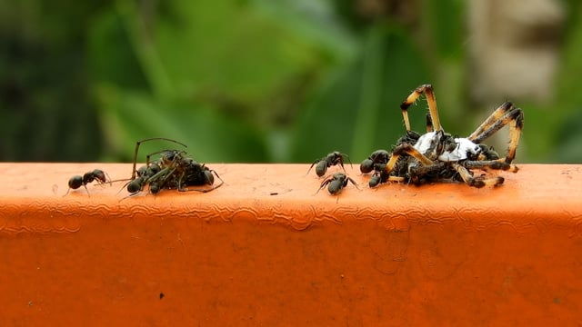 400+ Free Ant & Ants Videos, HD & 4K Clips - Pixabay