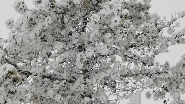 Pine Tree, Snowy, Day. Free Stock Video - Pixabay