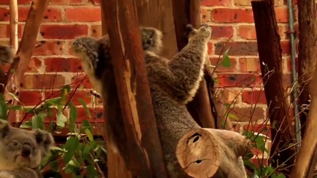 Koala, Koalas, Cute Koala. Free Stock Video - Pixabay