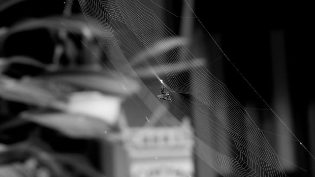 Spider Insect Web Free Stock Video - Pixabay