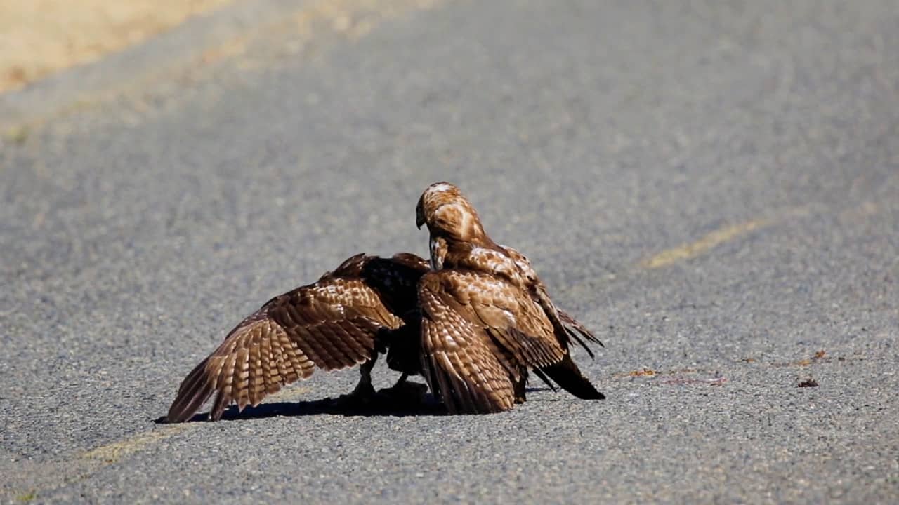 Red-tailed Hawks fighting for roadkill on Vimeo