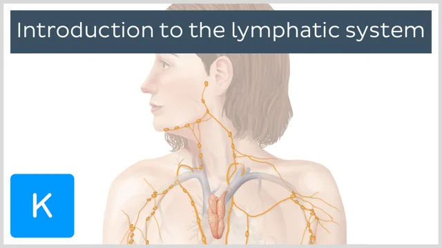 Lymphatic System Structure And Function