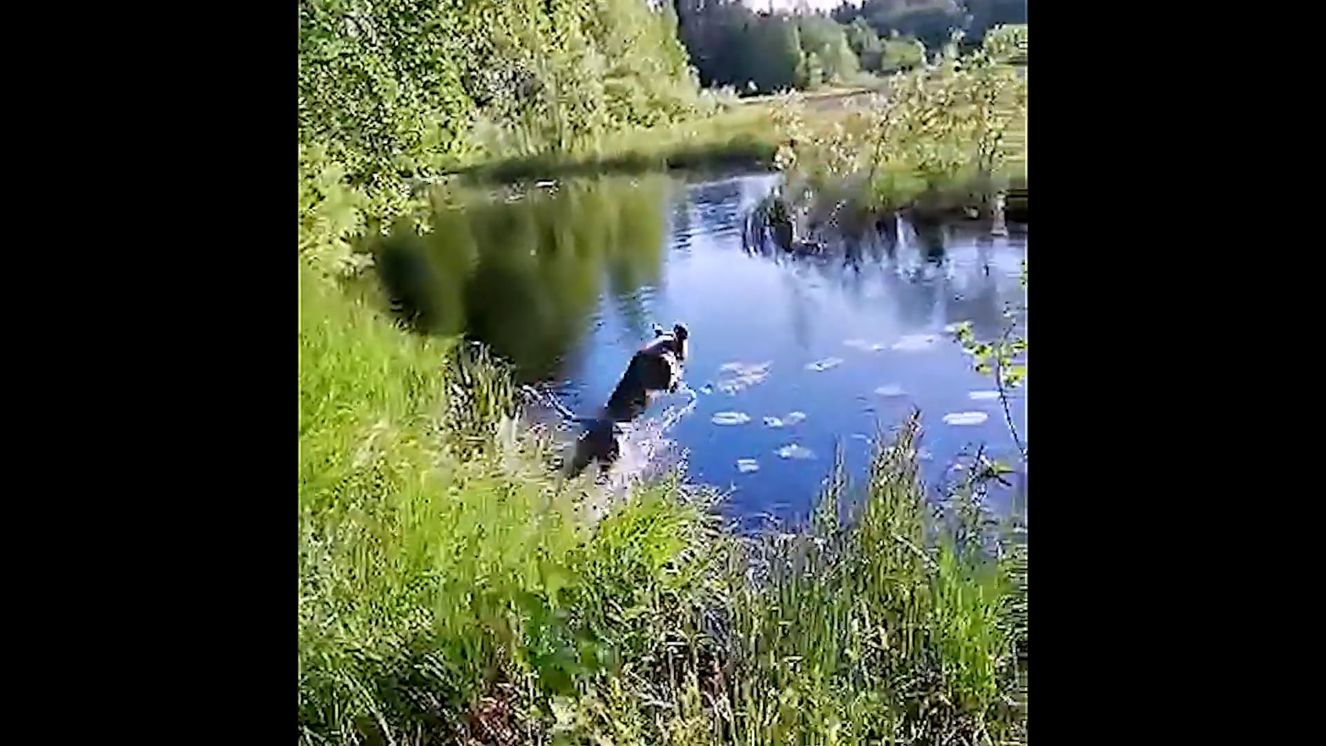 Siri training in water, 11-12 mo, 2021 on Vimeo