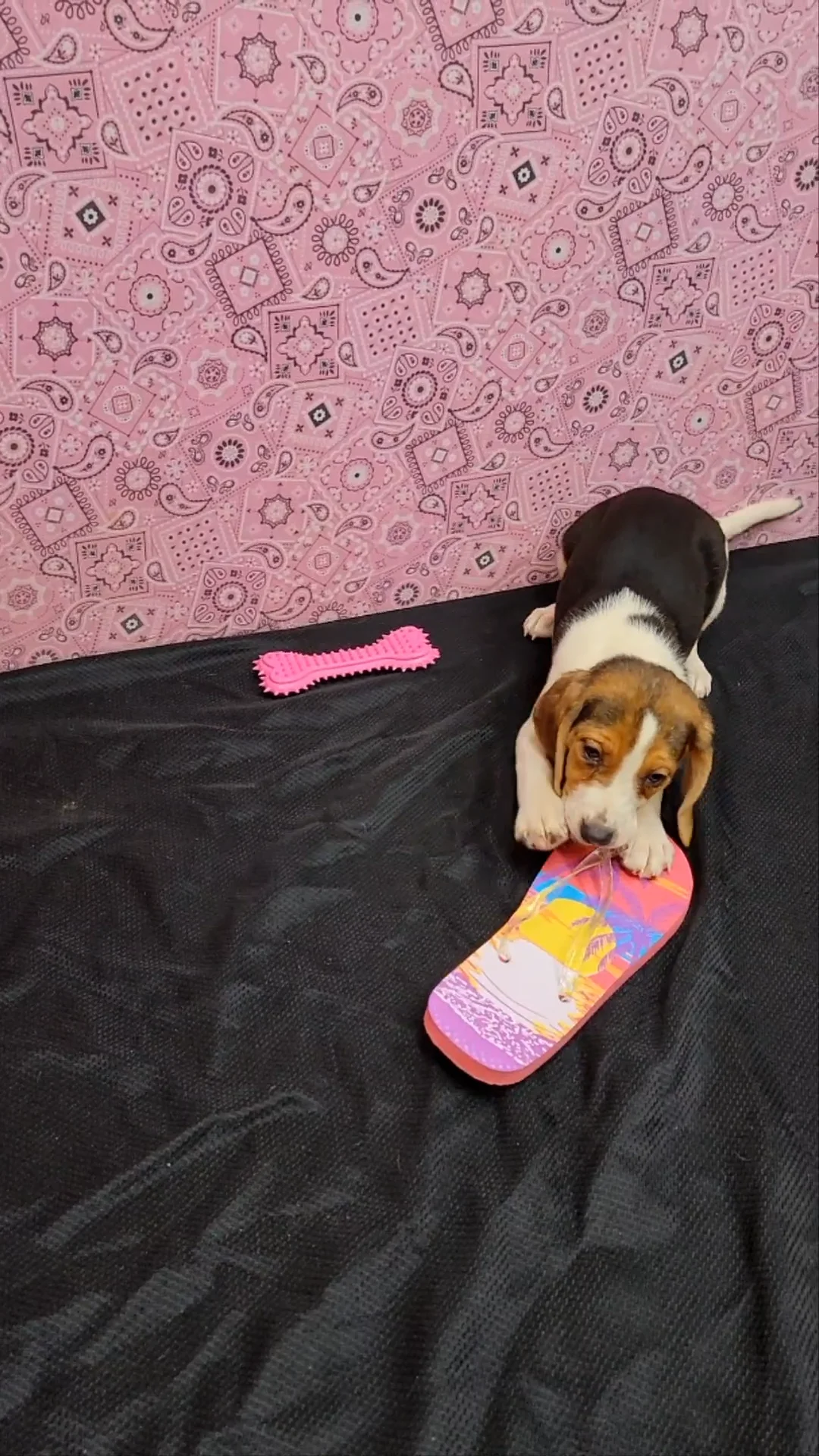 Daisy Daisy Daisy Daisy Daisy on Vimeo