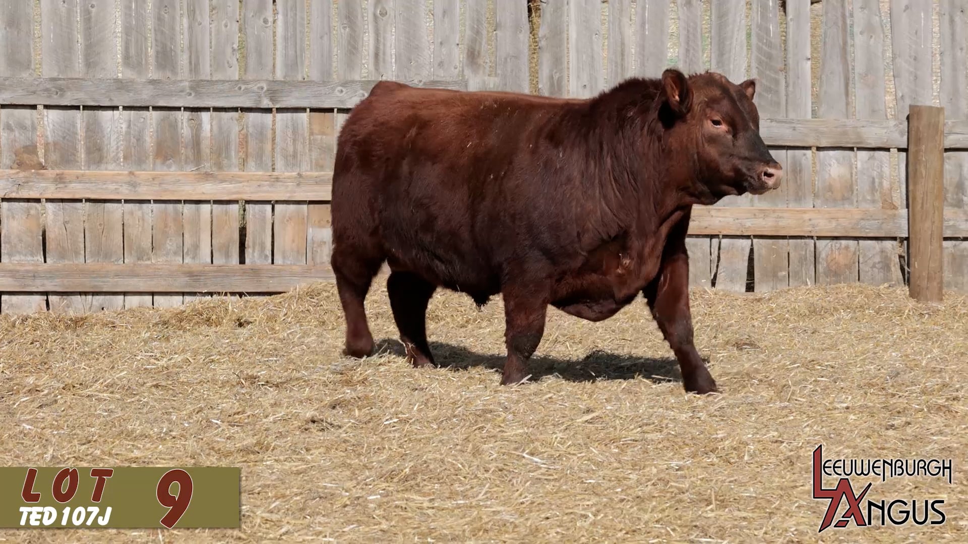 9-Leeuwenburgh Angus 2022.mp4 on Vimeo