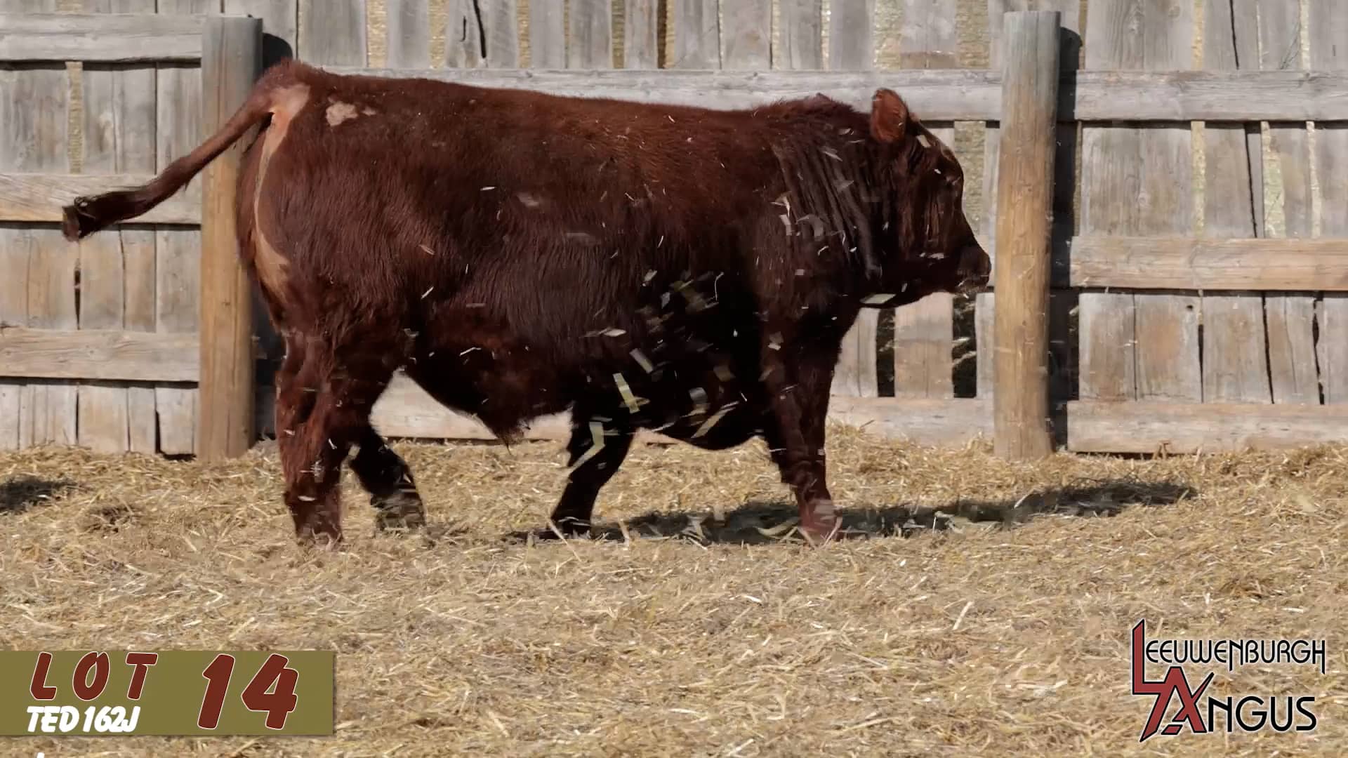 14-Leeuwenburgh Angus 2022.mp4 on Vimeo