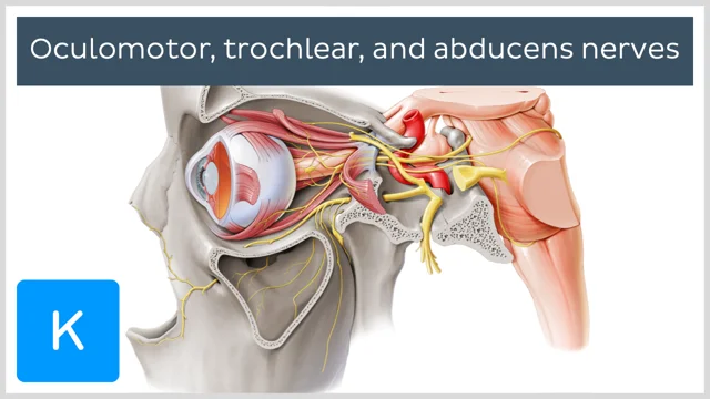 Trochlear Nerve Function