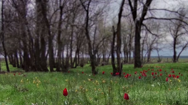 Steppe Flowers Videos: Download 13+ Free 4K & HD Stock Footage Clips ...