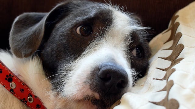 200+ Free Dog & Animal Videos, HD & 4K Clips - Pixabay