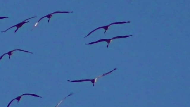 Aves Naturaleza Pajaros - Free video on Pixabay - Pixabay