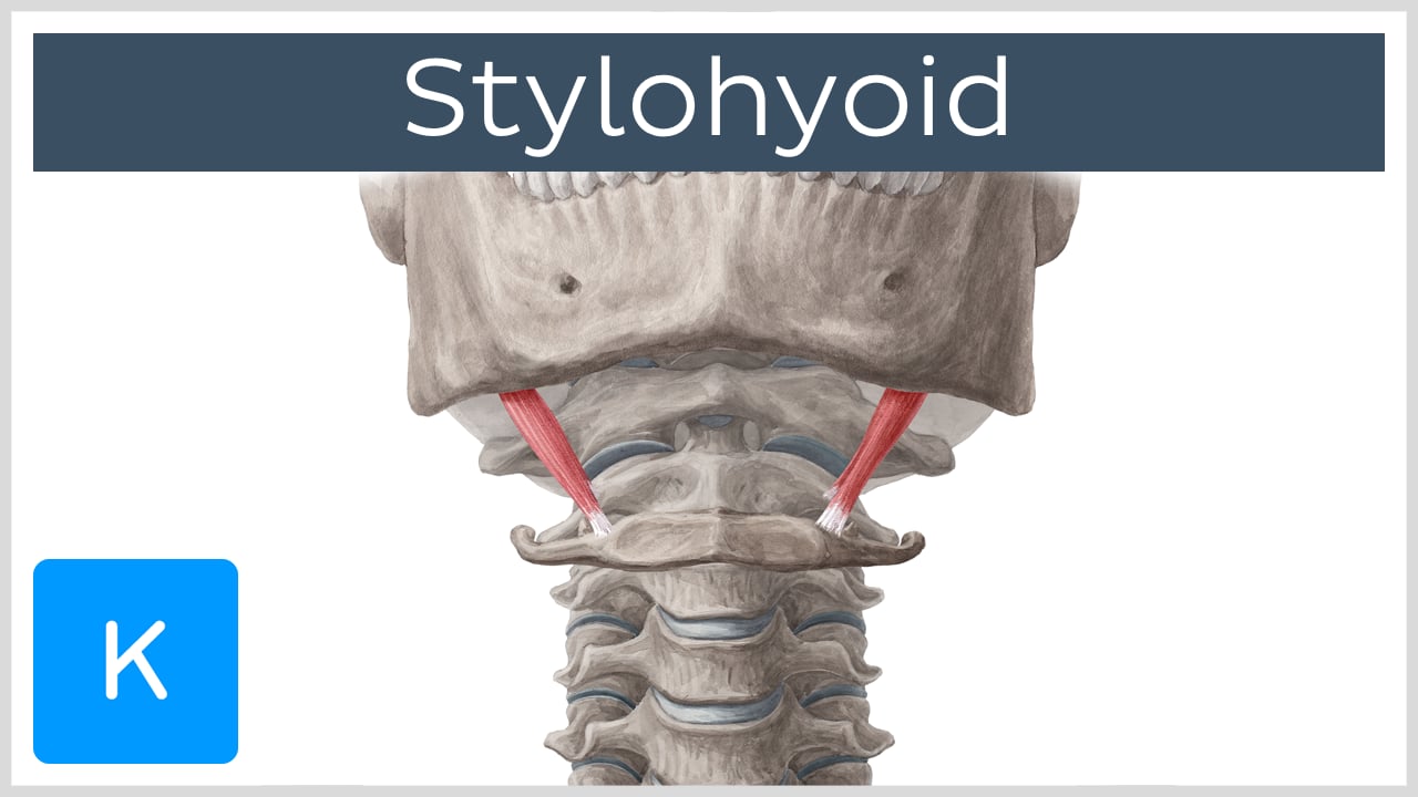 Stylohyoid Bone