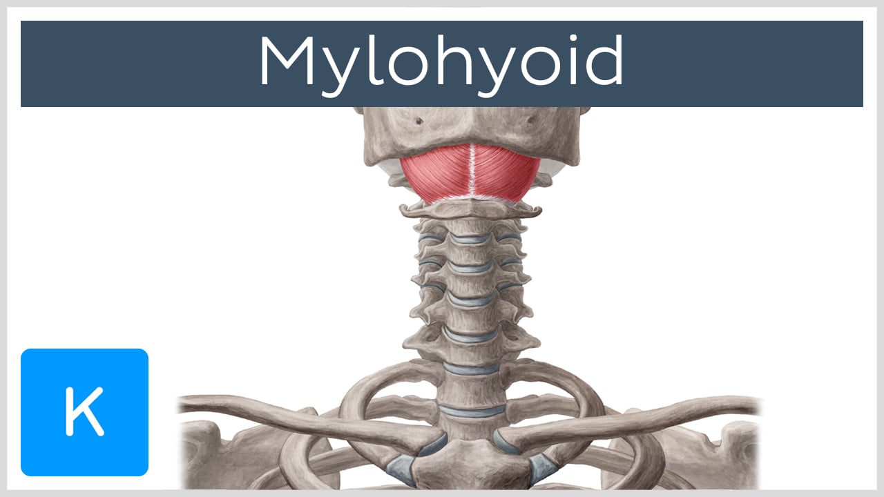 Mylohyoid Muscle Cadaver