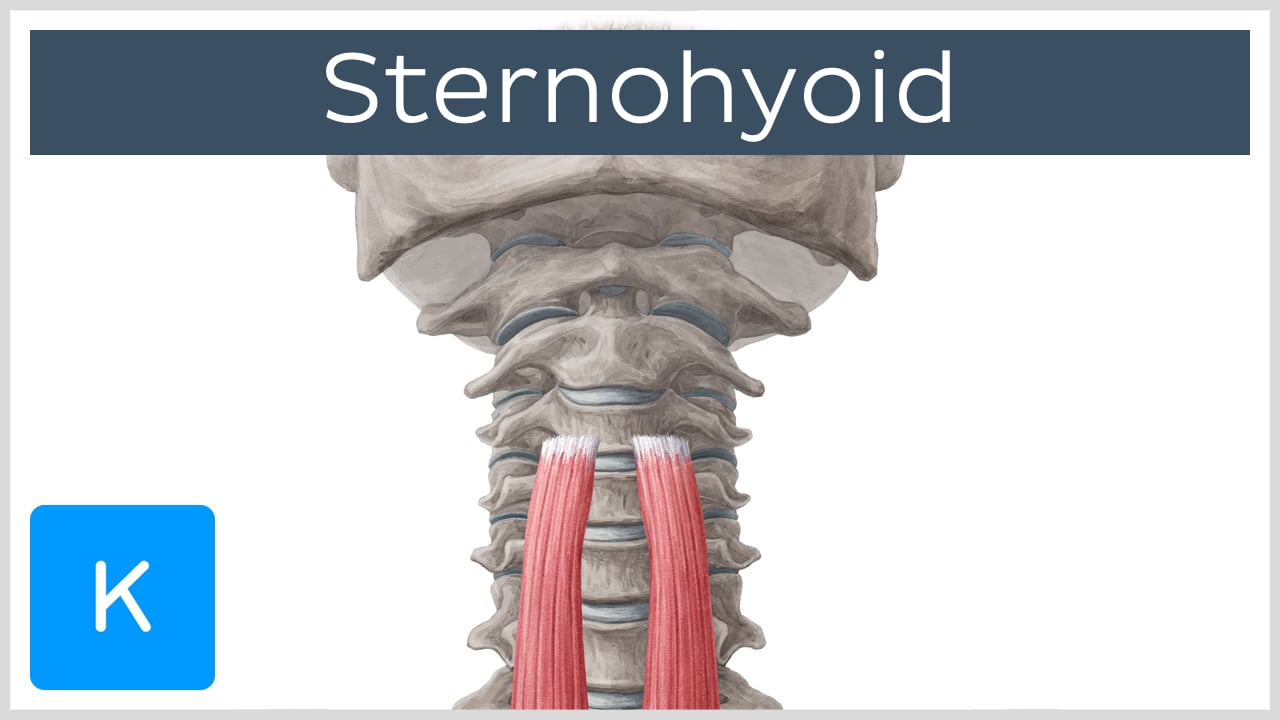 Sternohyoid Cadaver