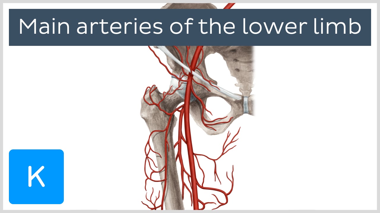 Lower Limb Anatomy