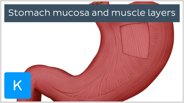 The Function Of Pylorus