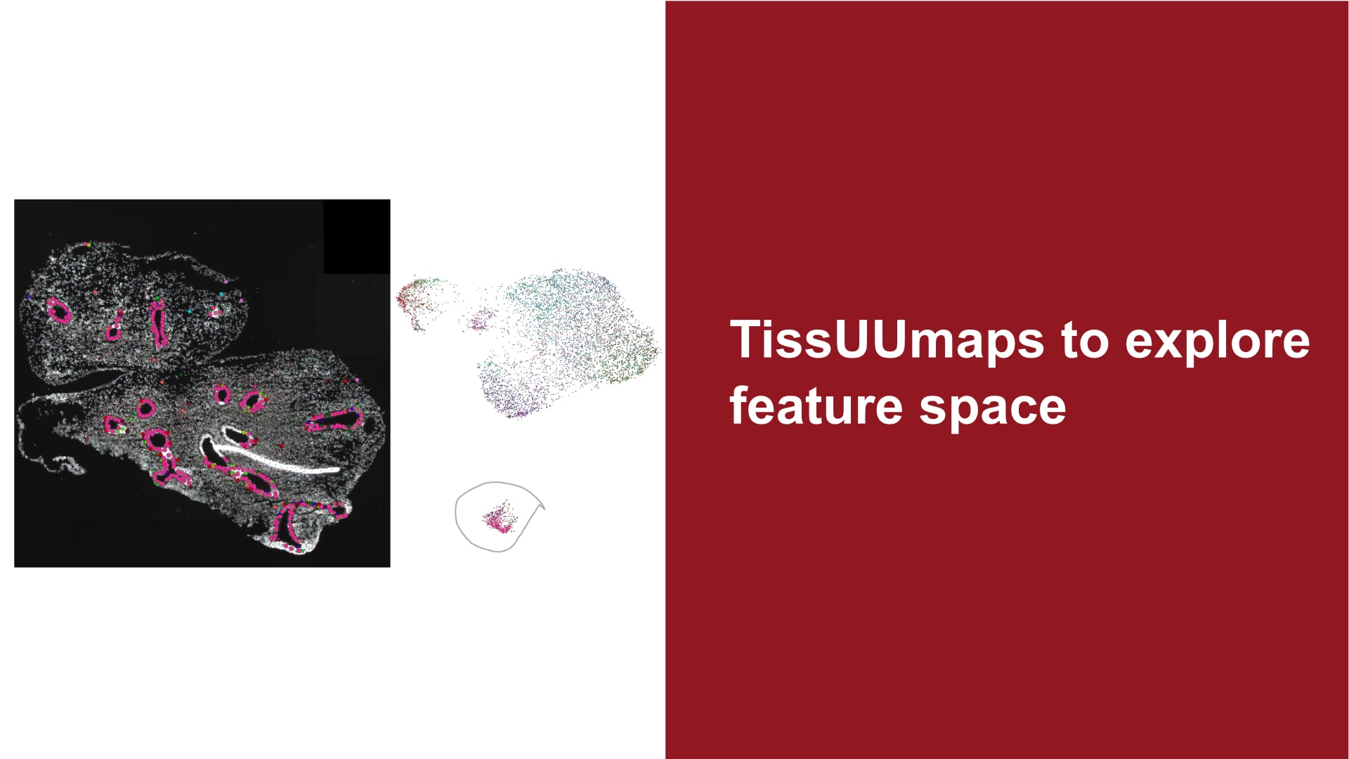 TissUUmaps to explore feature space