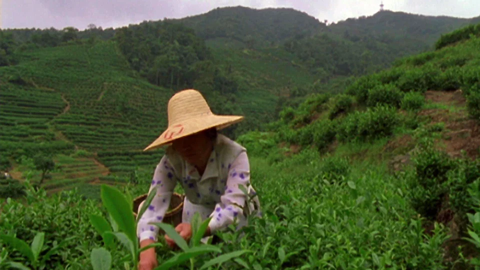 Watch Robert Fortune the Tea Thief [English version] Online | Vimeo On ...