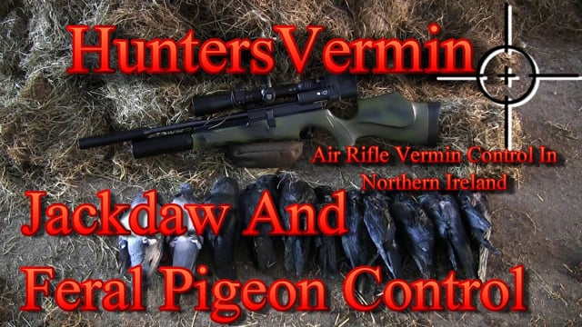 Air Rifle Hunting, Jackdaw And Feral Pigeon Control - Airgun101