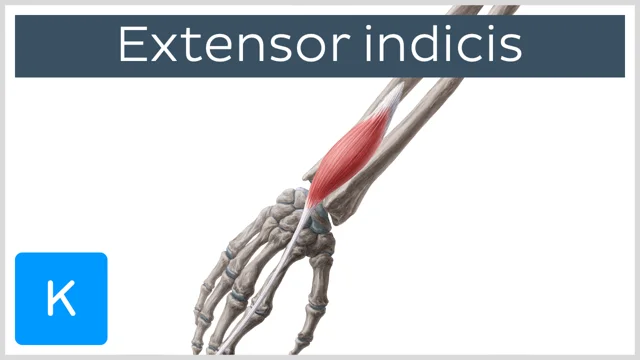 Extensor Indicis Muscle