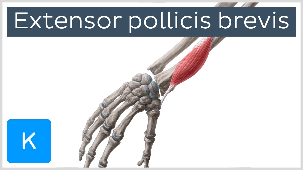 Flexor Pollicis Longus Origin And Insertion