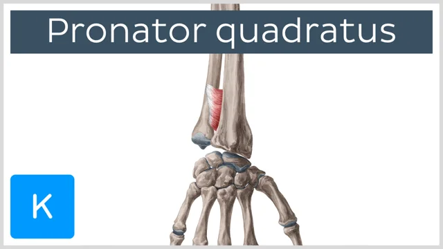 Pronator Teres Origin And Insertion