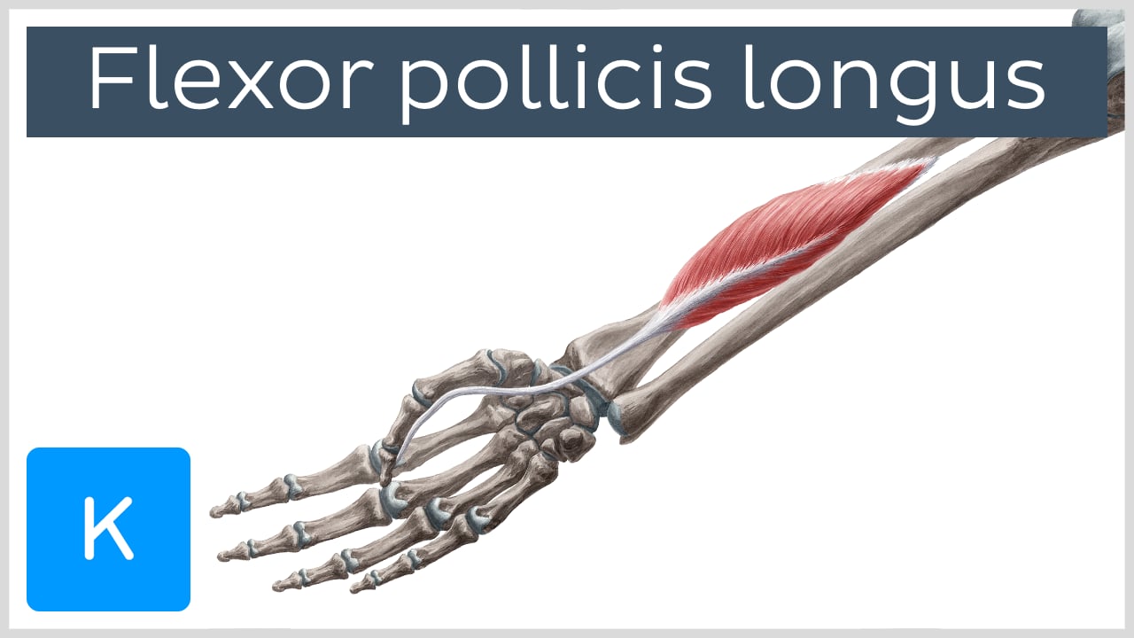 Flexor Pollicis Brevis Origin And Insertion