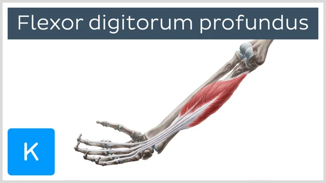 Flexor Digitorum Superficialis Origin And Insertion
