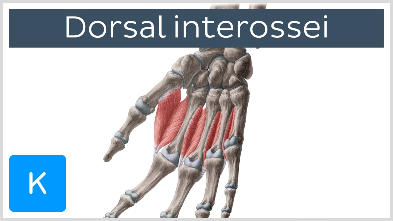 Lumbricals And Interossei Of Hand