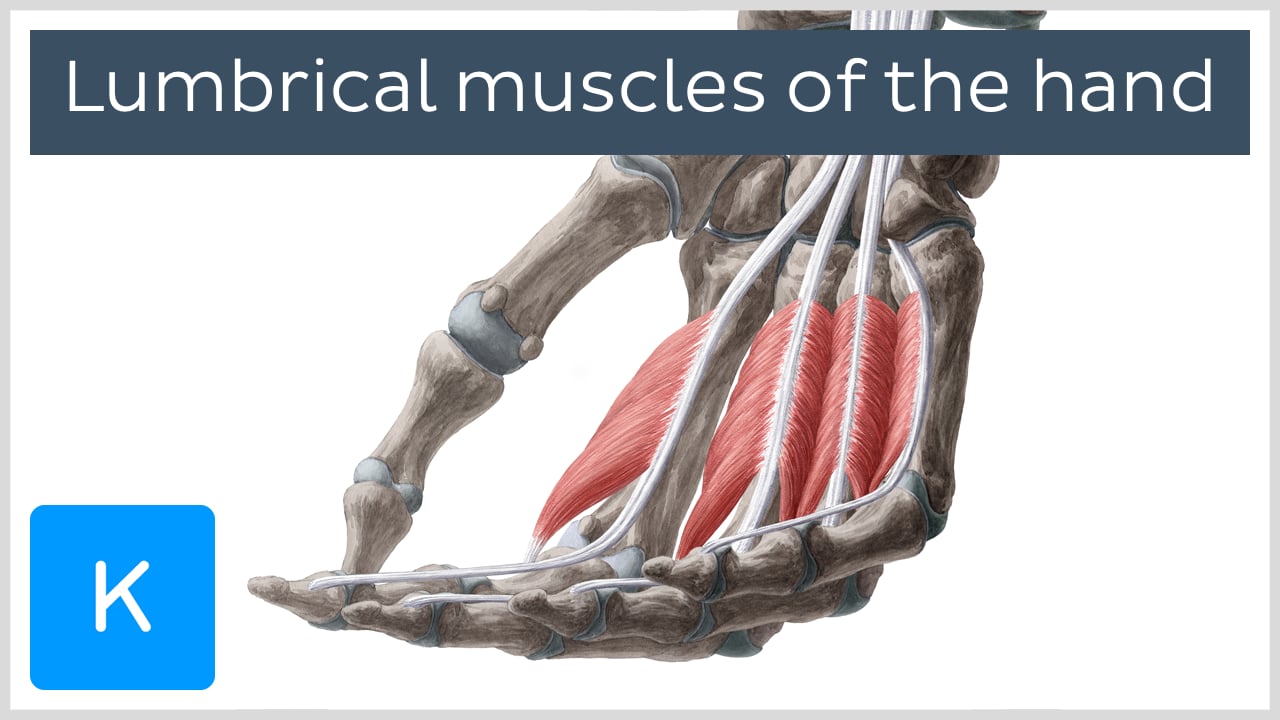 Lumbricals And Interossei Of Hand