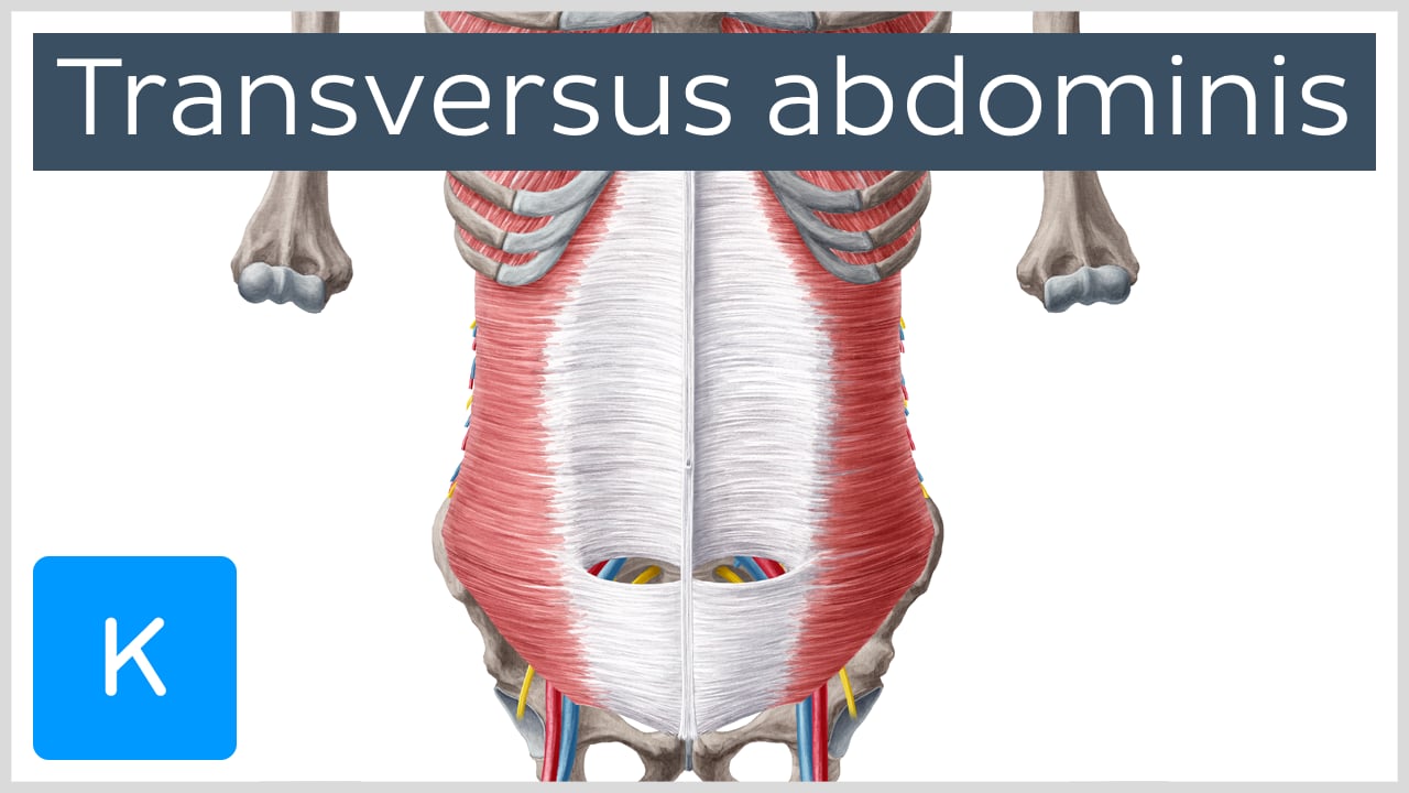 Pecten Pubis Conjoint Tendon