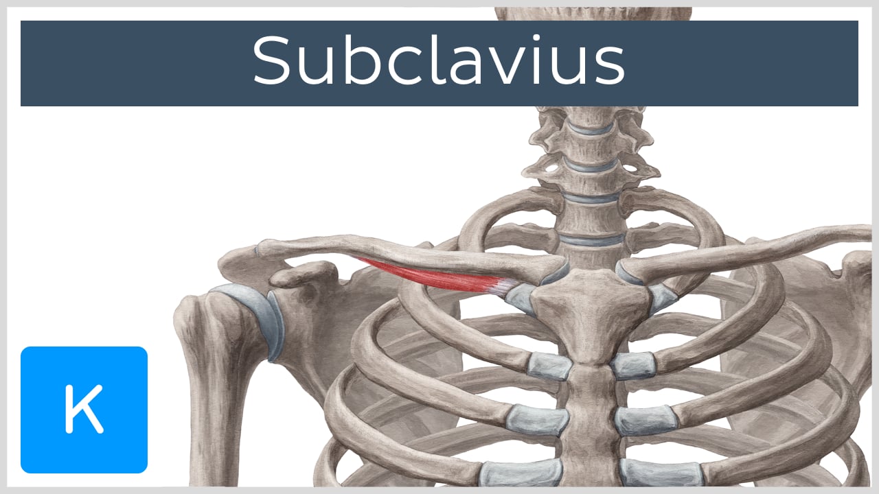 Subclavius Muscle Origin And Insertion