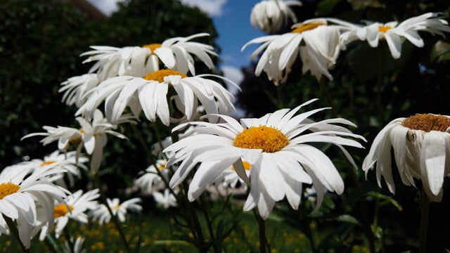 Flor Margarida Fauna - Free video on Pixabay - Pixabay