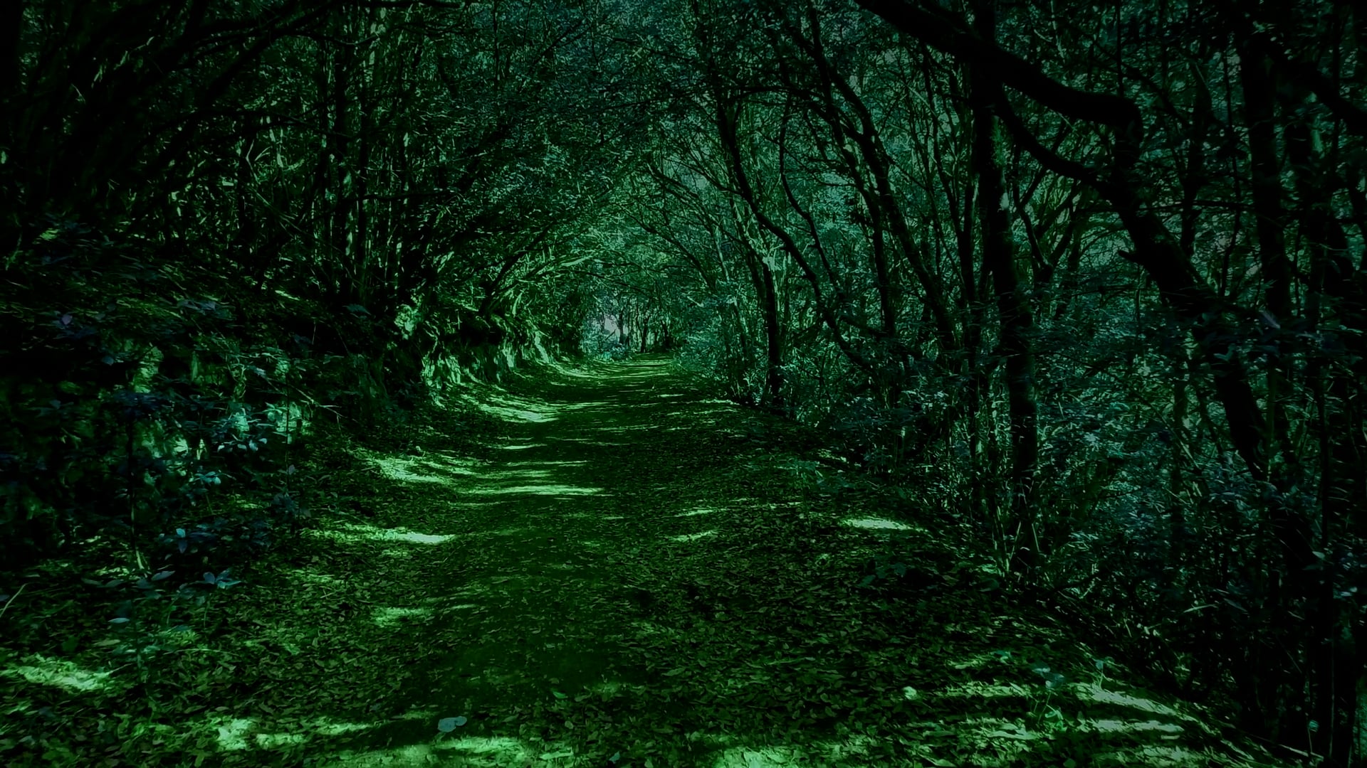 Forest.mp4 on Vimeo