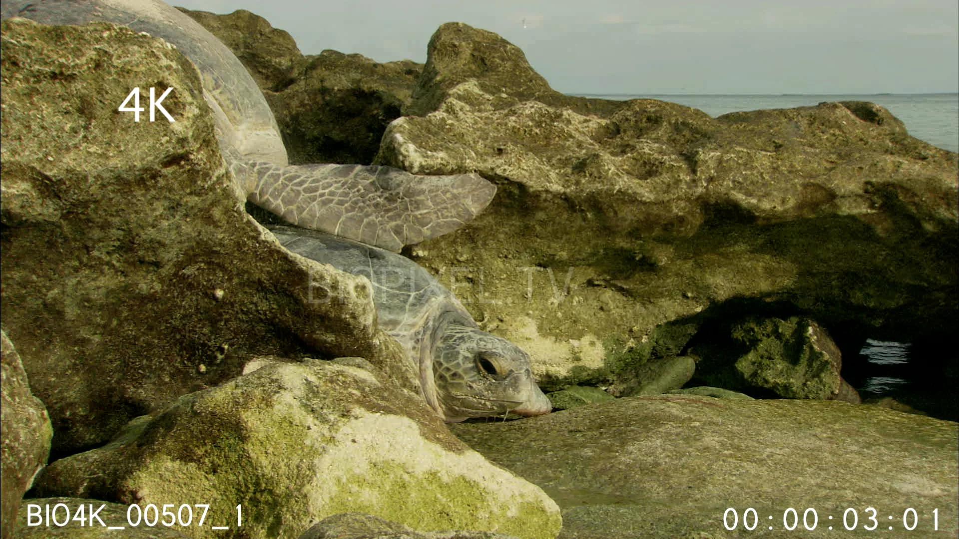 Sea Turtles - Green sea turtle crawling over another trapped turtle 4K.mov on Vimeo