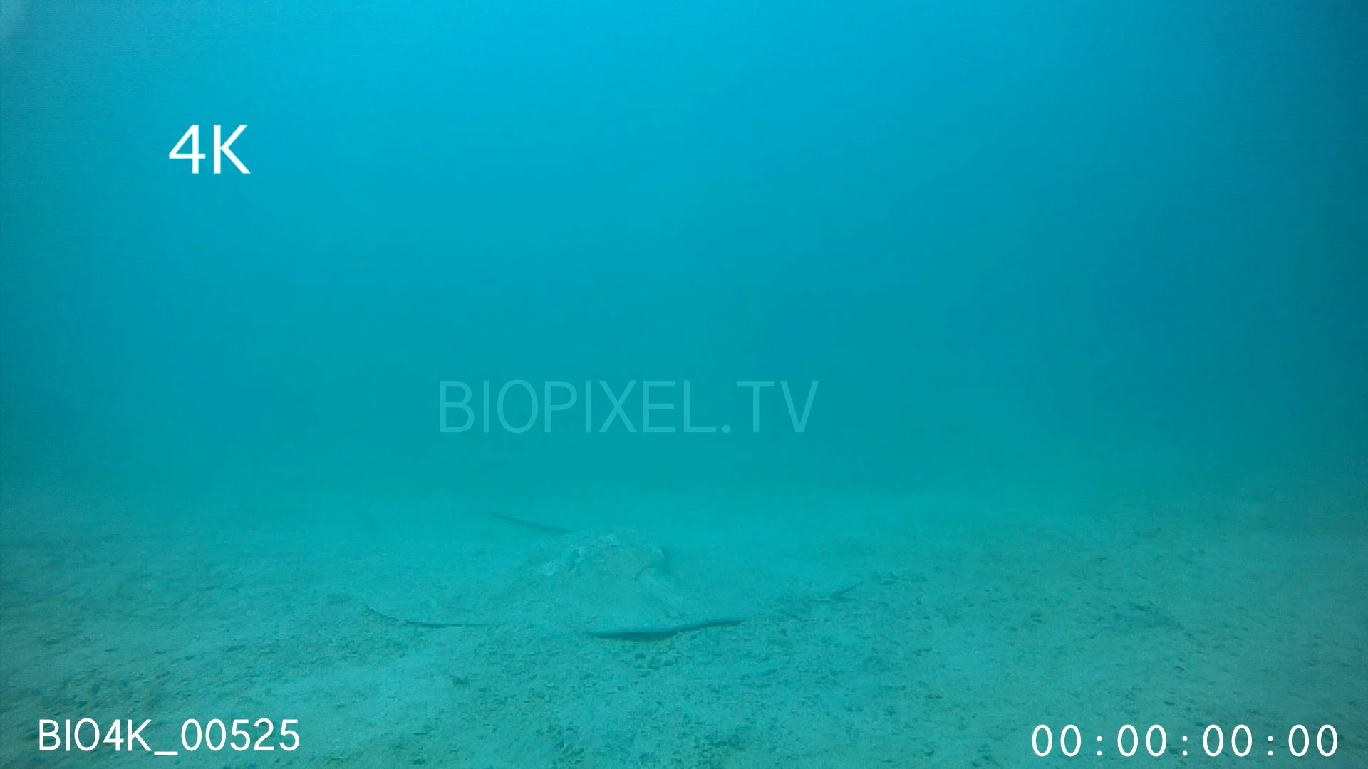 4K Sharks Tiger Shark - Tiger shark feeding on stingray 4K on Vimeo