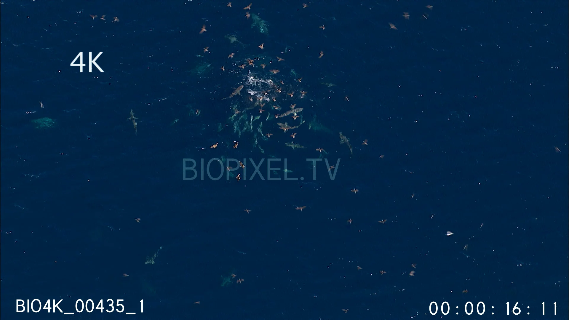 Sharks and rays - Aerial - Bait ball with shark and tuna feeding 4K on ...