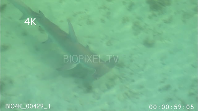 4K Sharks Hammerhead on Vimeo