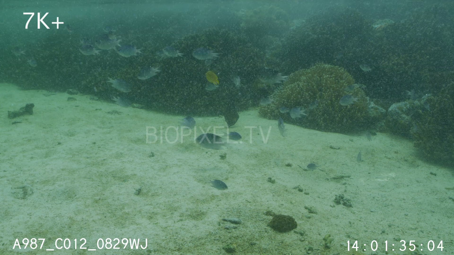 Stingrays and rays - Baby scalloped hammerhead shark 7K+ 1.mov on Vimeo