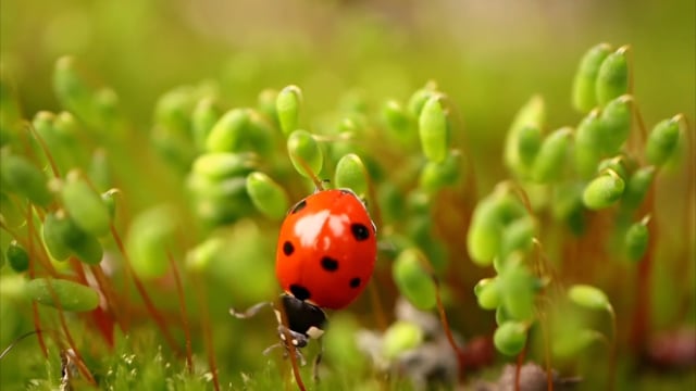 Ladybug Videos: Download 53+ Free 4K & HD Stock Footage Clips - Pixabay