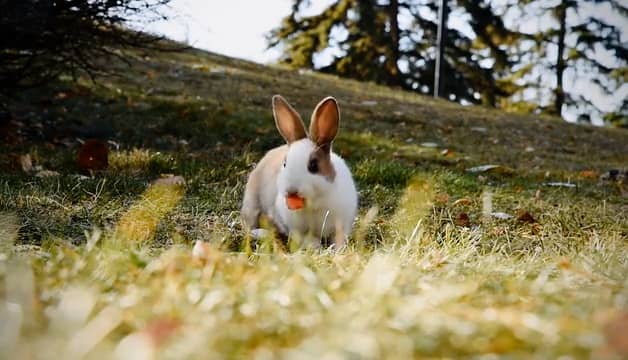 A Rabbit Foraging Outdoors on Vimeo